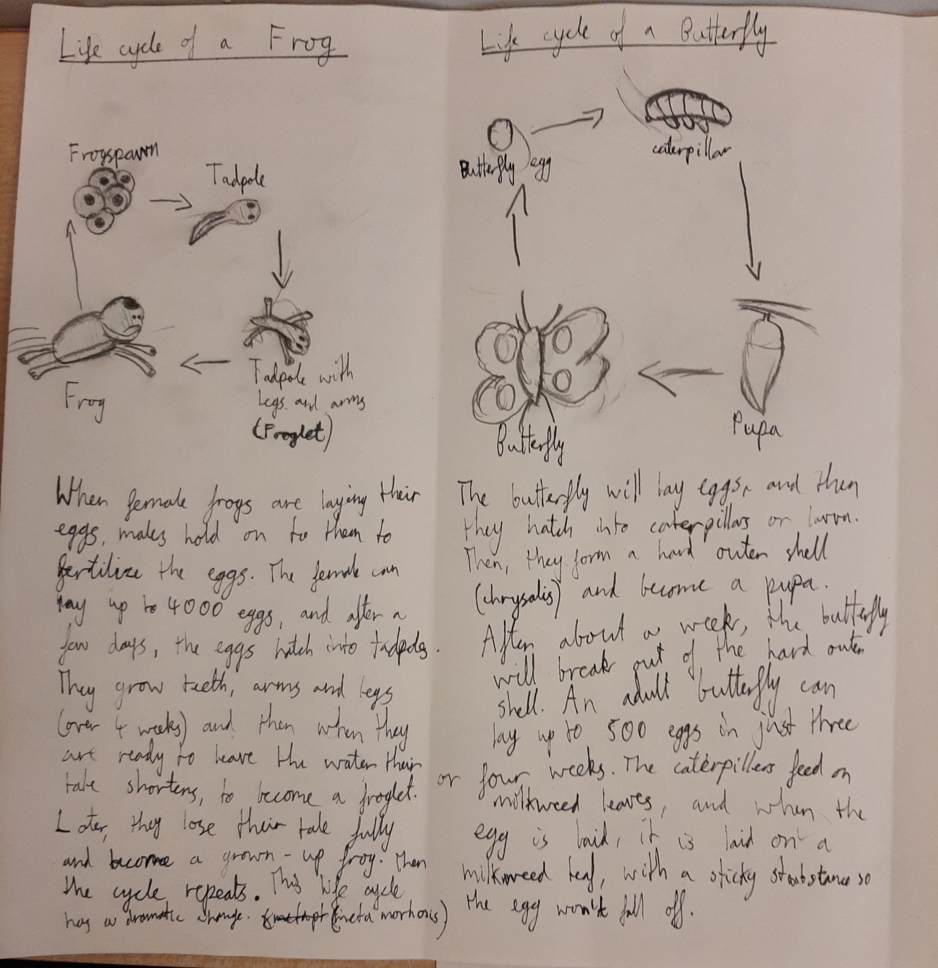 Fascinating Life Cycles!