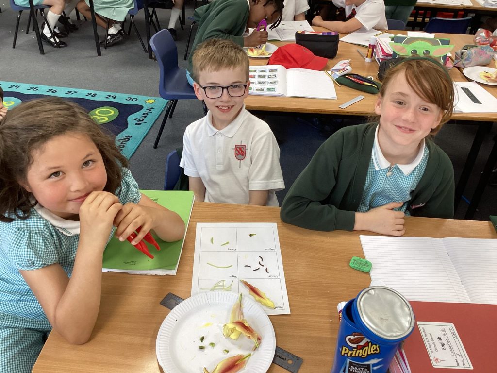 Year 3 science – the parts of a flower